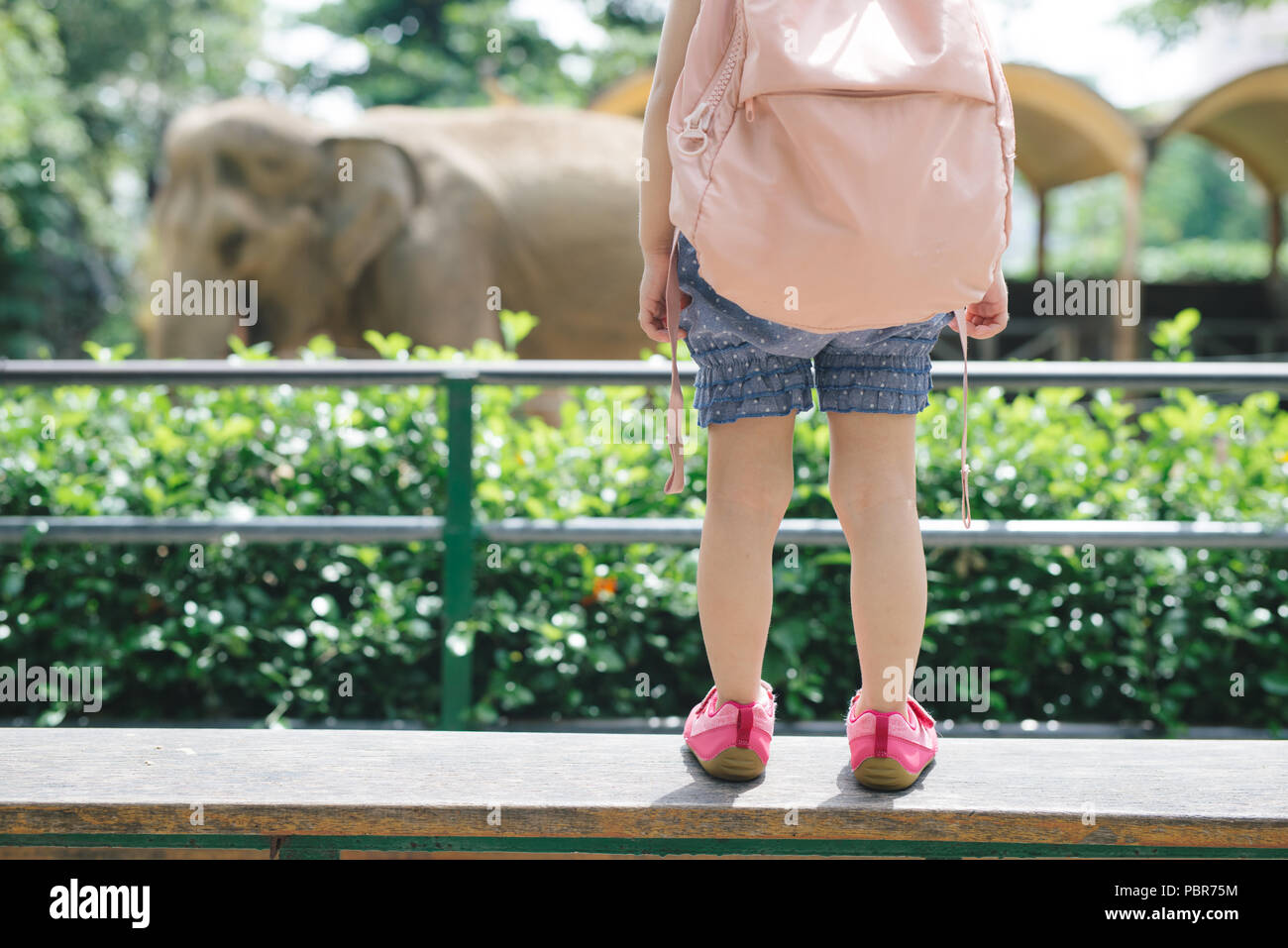 Children feed Asian elephants in tropical safari park during summer ...