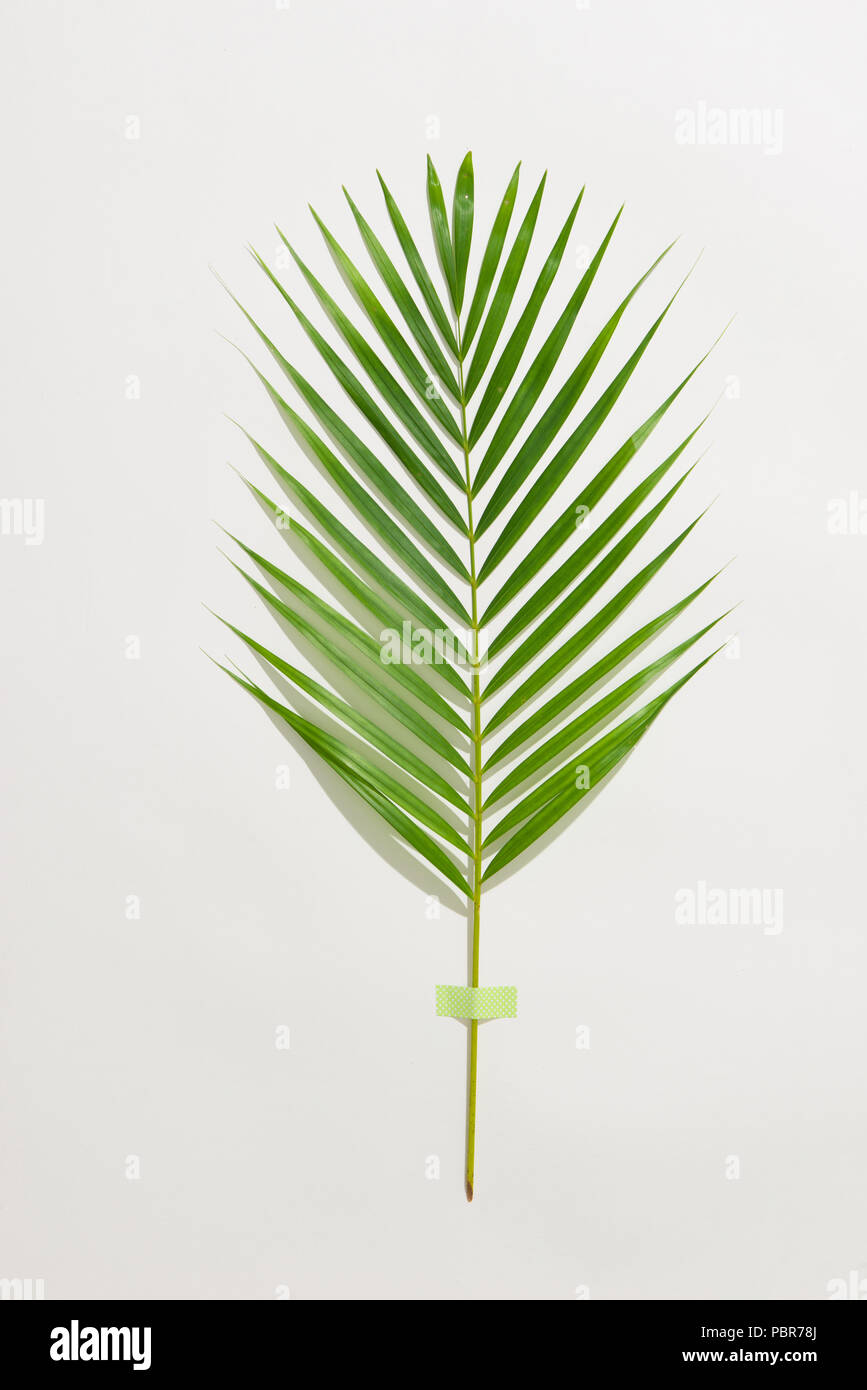 Creative layout made of colorful tropical leaves on white background ...