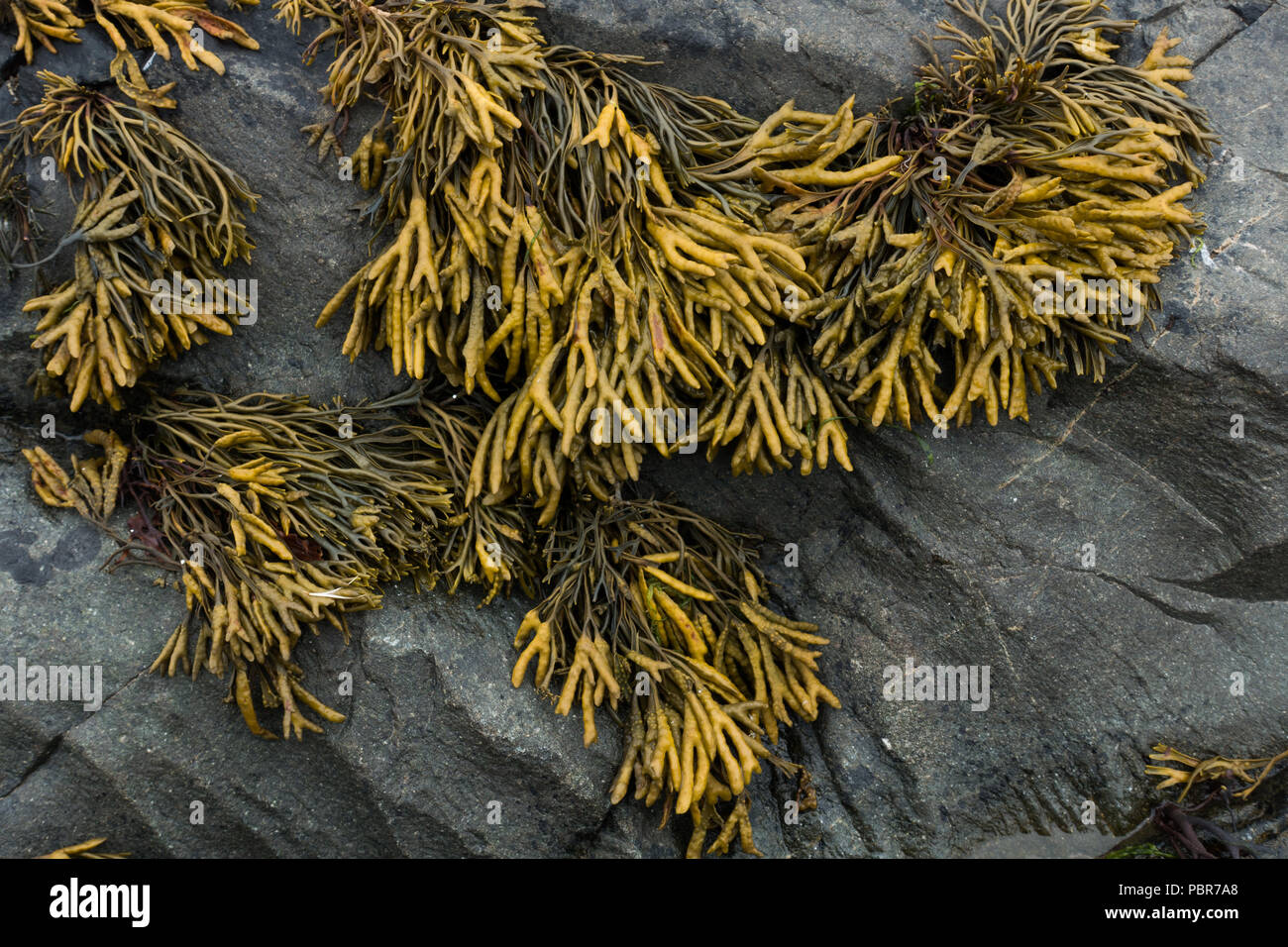 Seaside seaweed hi-res stock photography and images - Alamy