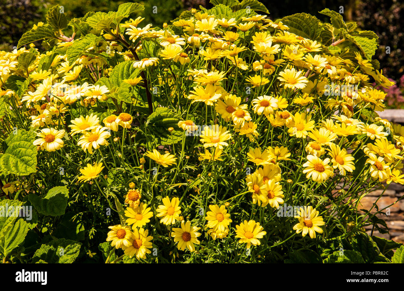 Marigolds in bloom hi-res stock photography and images - Alamy