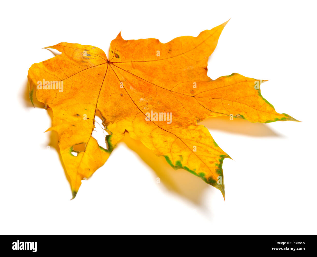 Fallen tree with hole Cut Out Stock Images & Pictures - Alamy
