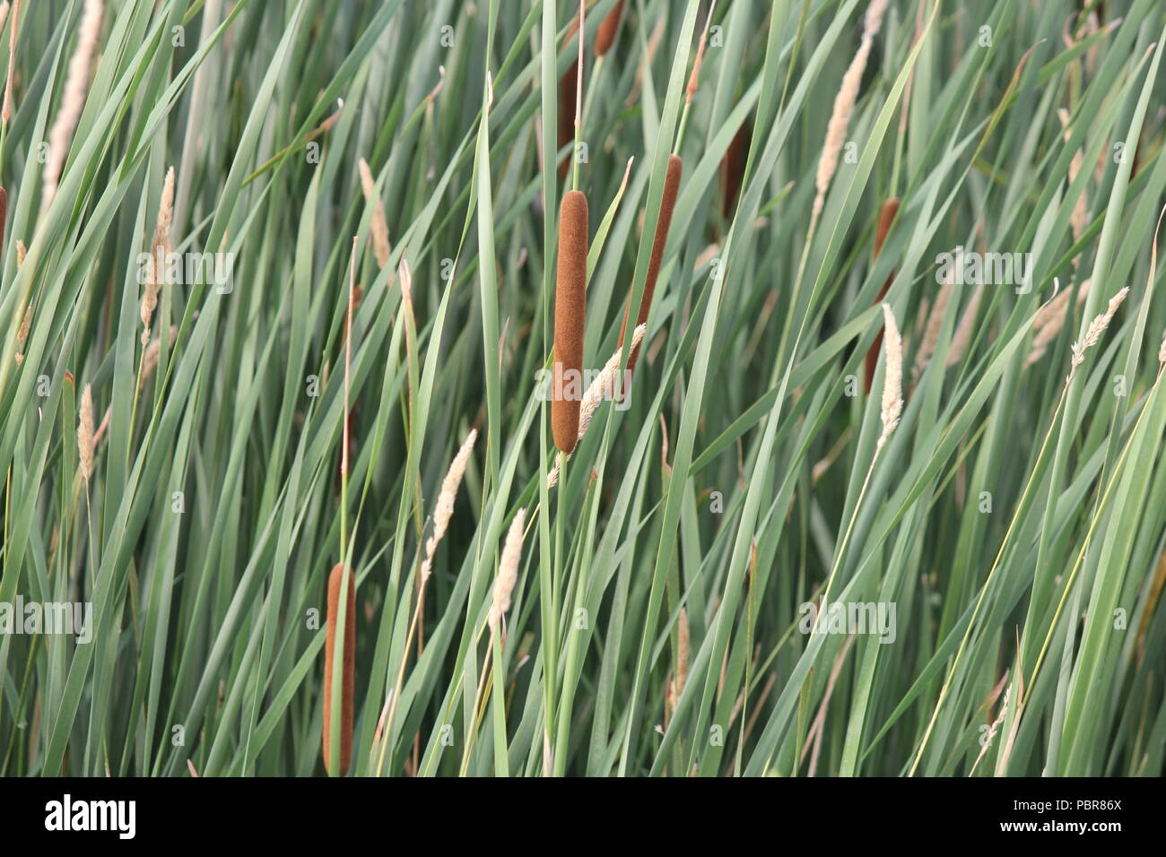 Cattails (Typha) in early summer filling up an area of a small marsh ...