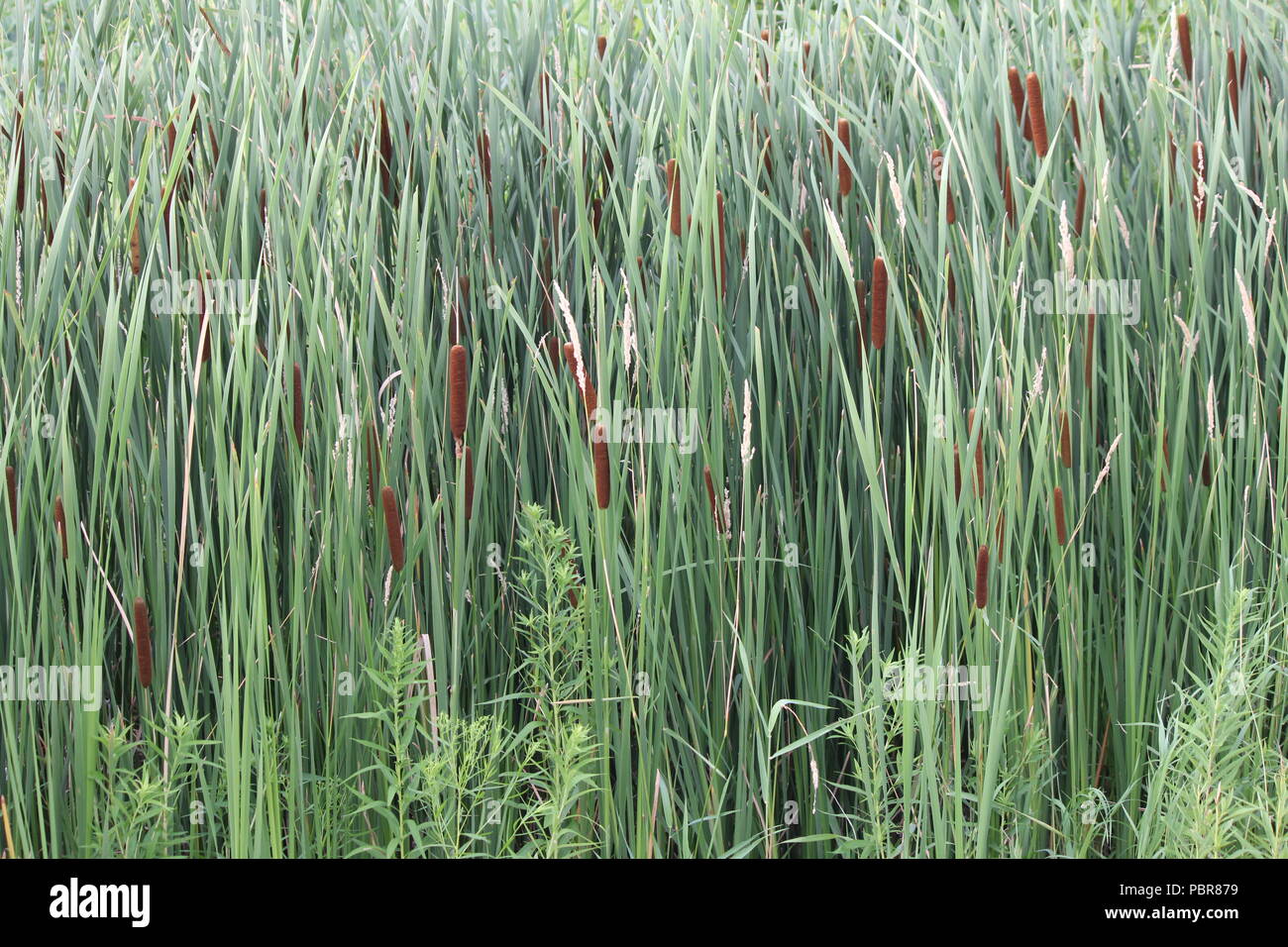 Cattails (Typha) in early summer filling up an area of a small marsh ...