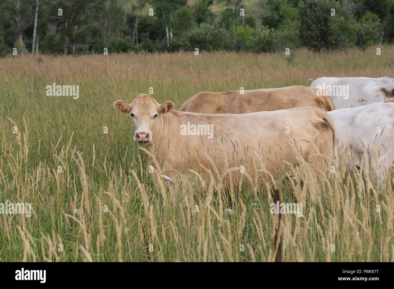 Little group of cows in a small field of tall grasses Stock Photo - Alamy