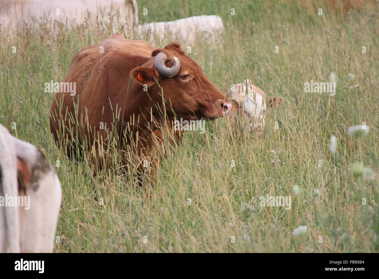 Little group of cows in a small field of tall grasses Stock Photo - Alamy
