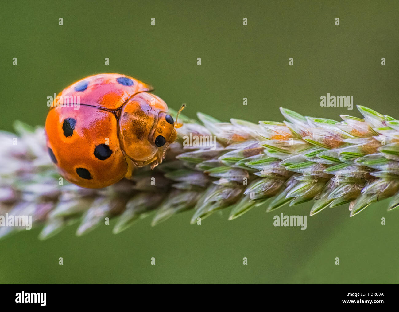 Ladybug lights hi-res stock photography and images - Alamy
