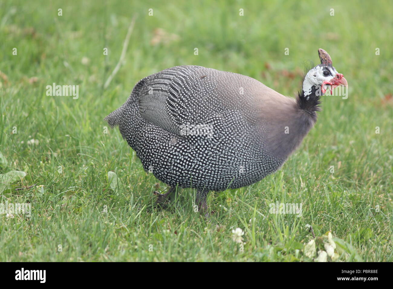 Land fowl hi-res stock photography and images - Alamy