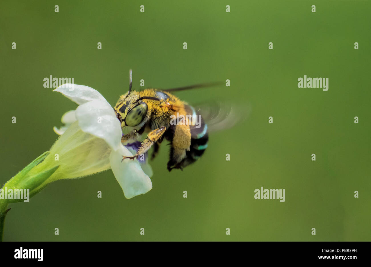 Blue striped bee hi-res stock photography and images - Alamy