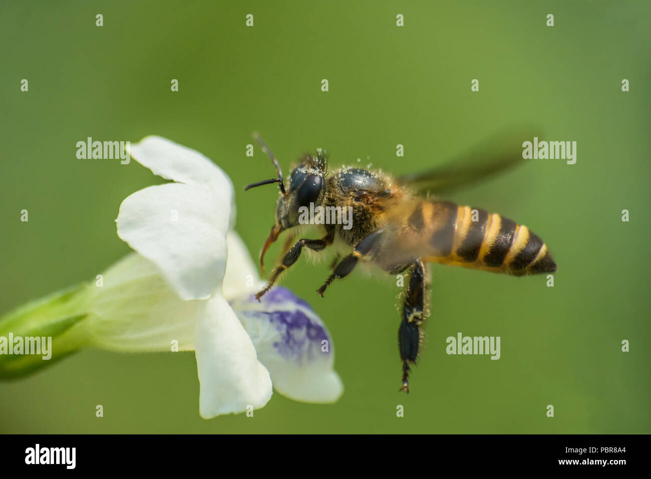 Light honeybee hi-res stock photography and images - Alamy