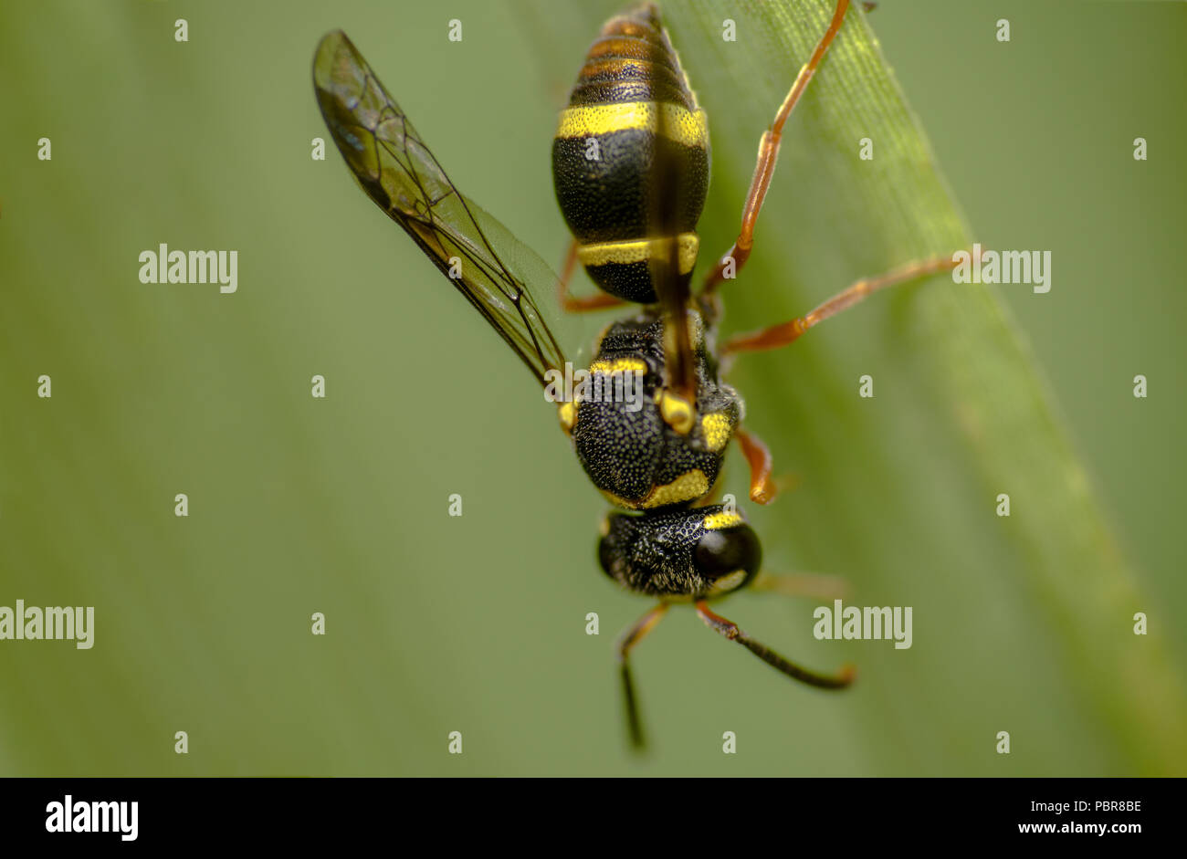 Amazing world of bee hi-res stock photography and images - Alamy