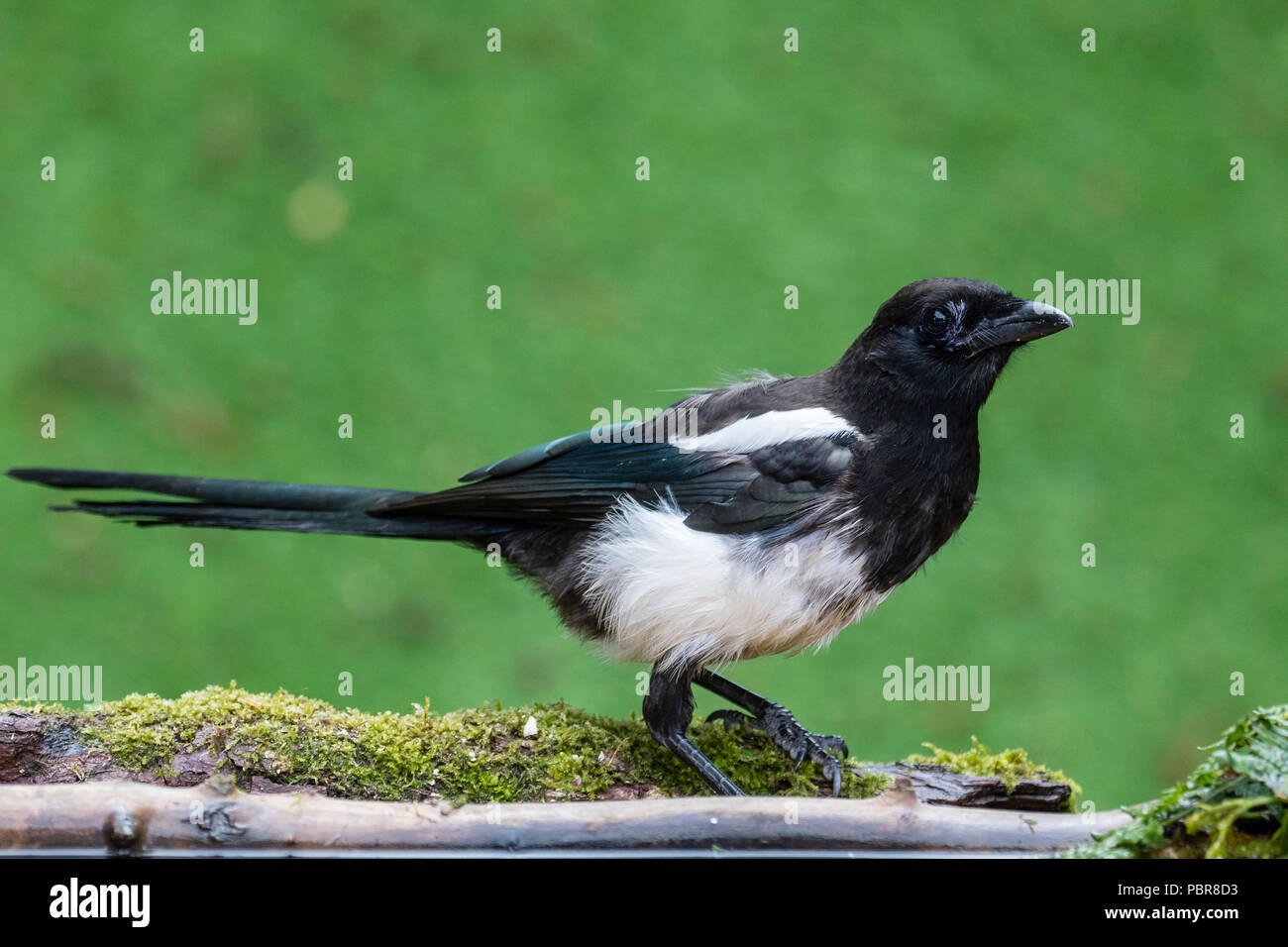 Magpie foraging in woodlands in mid Wales, UK Stock Photo - Alamy