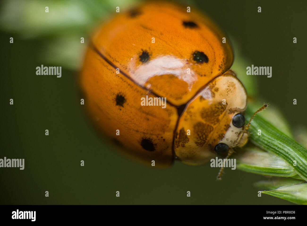 Ladybug lights hi-res stock photography and images - Alamy