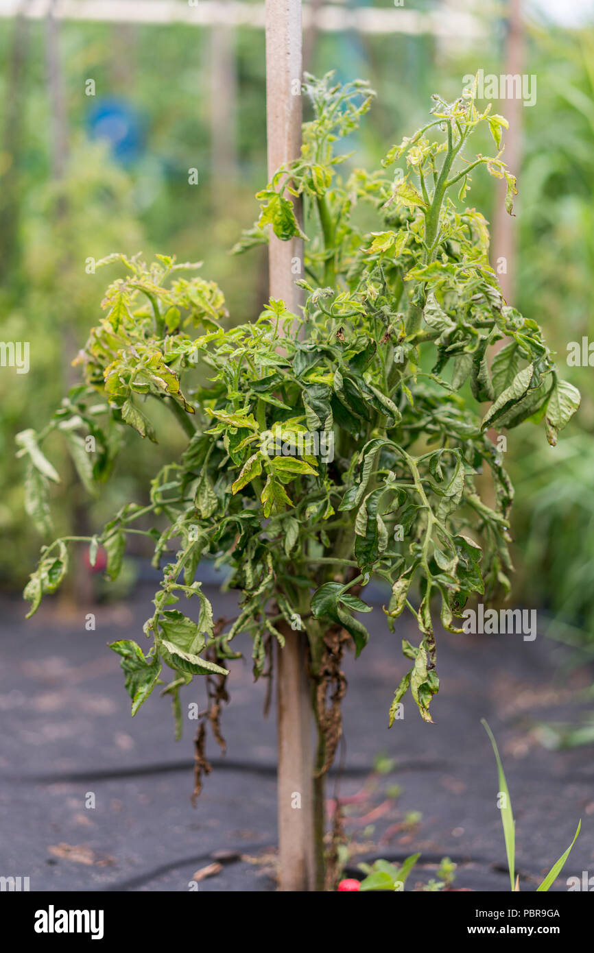 Sick tomato on a bush in the garden Stock Photo - Alamy