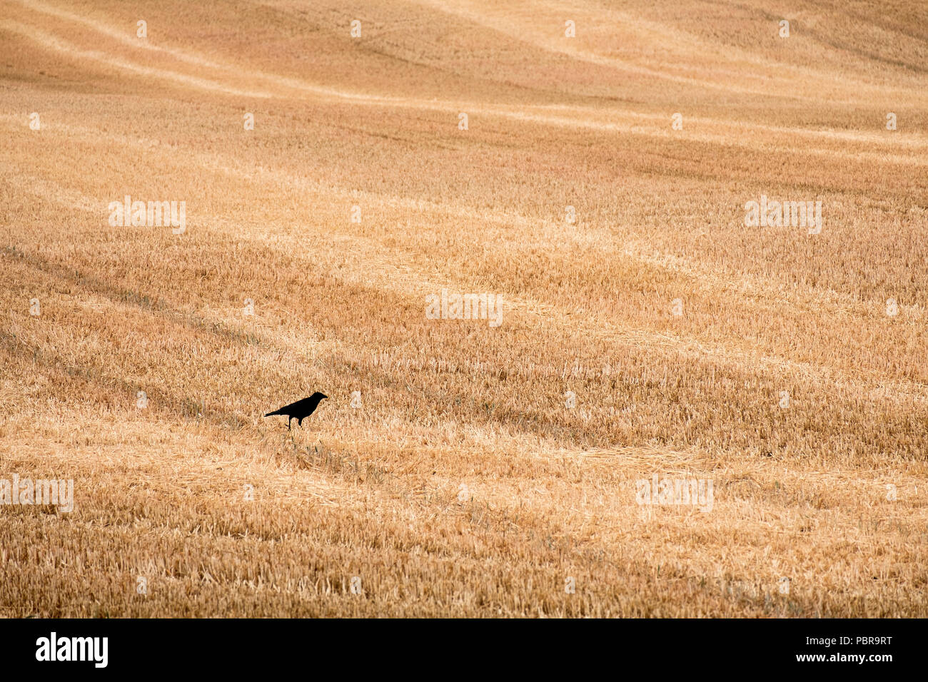 Uk crop marks hi-res stock photography and images - Alamy