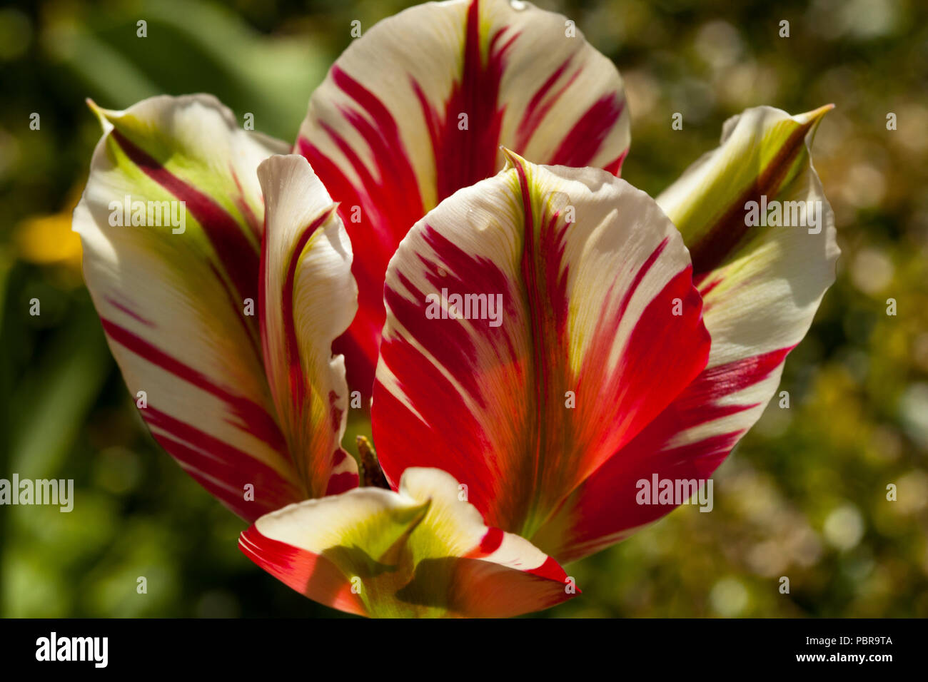 Parrot tulip hi-res stock photography and images - Alamy