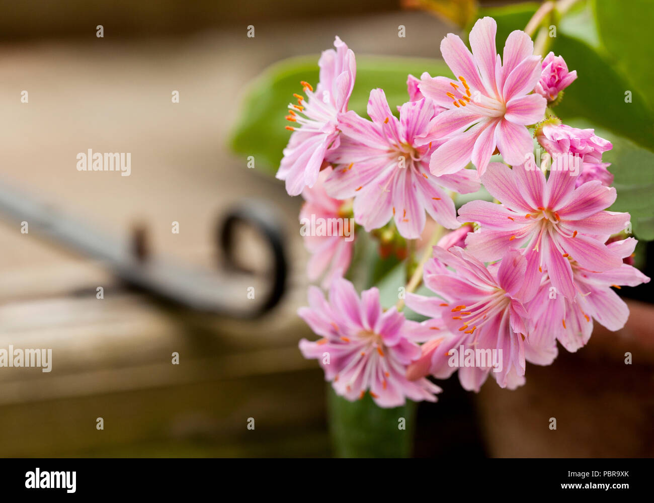 Hardy geraniums pot hi-res stock photography and images - Alamy