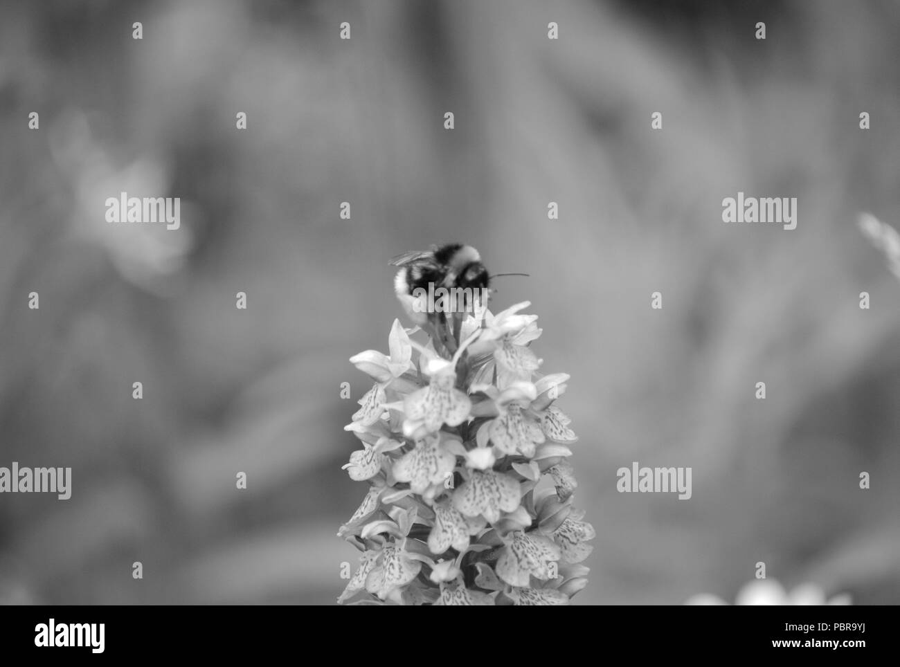 Orchid bee pollination Black and White Stock Photos & Images - Alamy