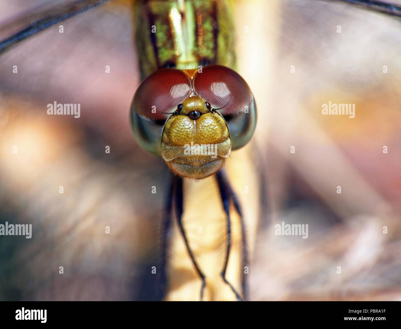 Dragonfly face hi-res stock photography and images - Alamy