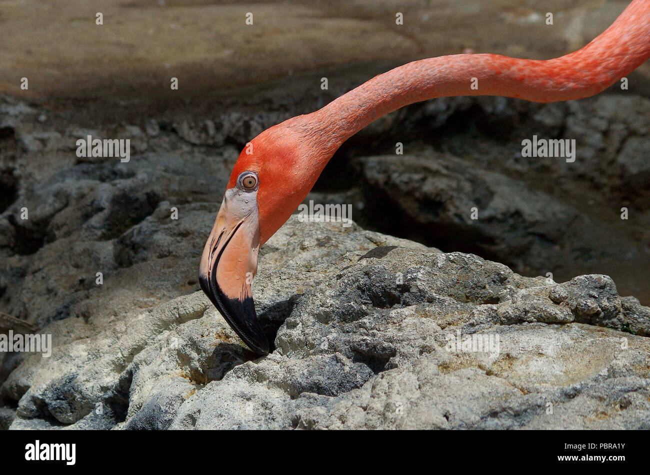 An American Flamingo at the Texas State Aquarium in Corpus Christi ...