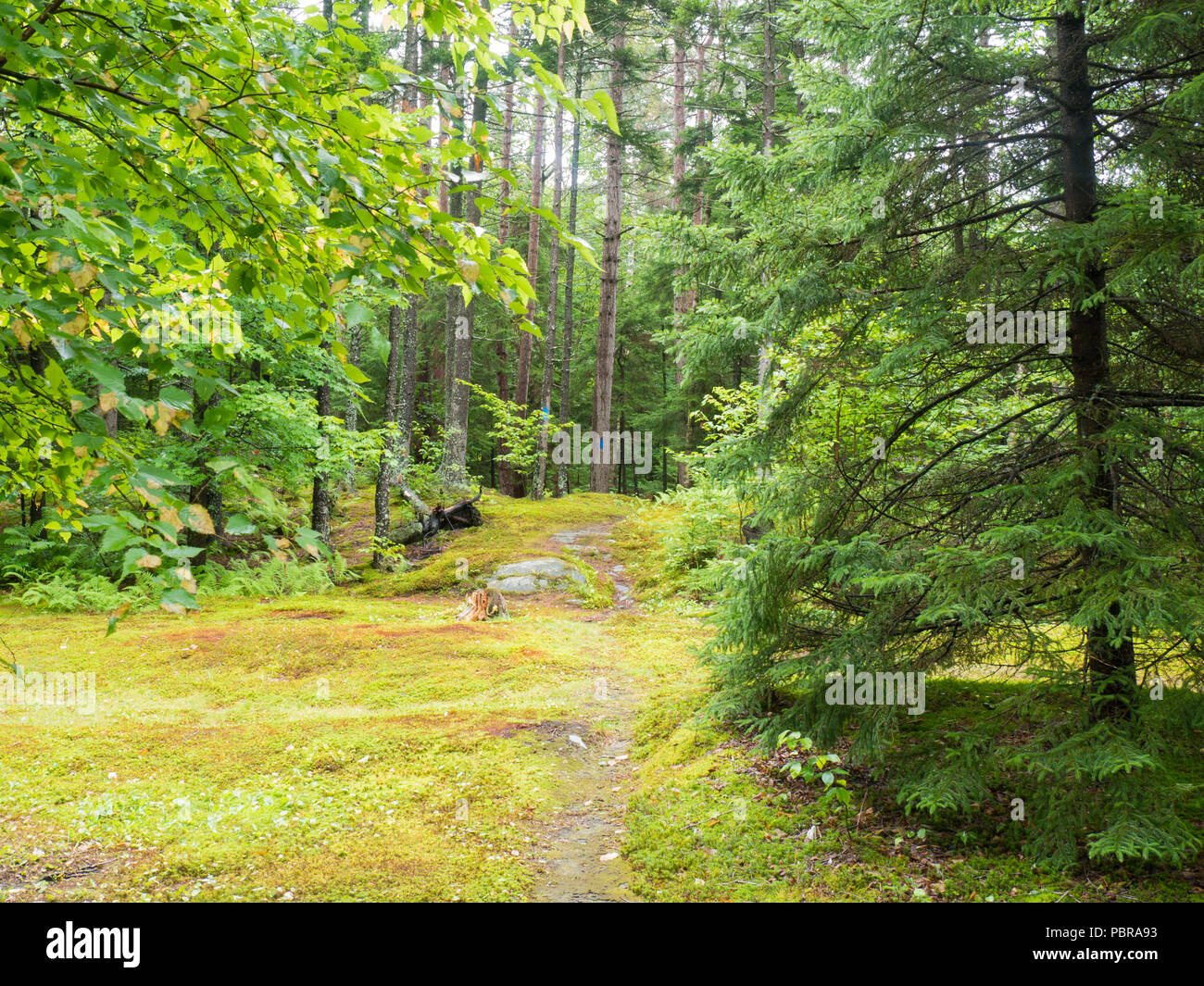 Forest Path in Green Mountains of Vermont Stock Photo - Alamy