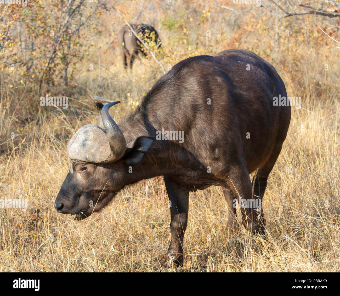 African Buffalo Images High Resolution Stock Photography and Images - Alamy