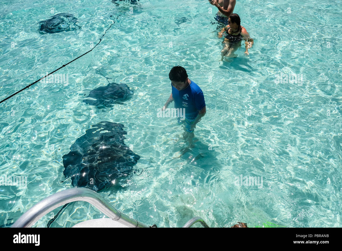 An Asian boy looking at a giant sting ray in shallow water Stingray ...