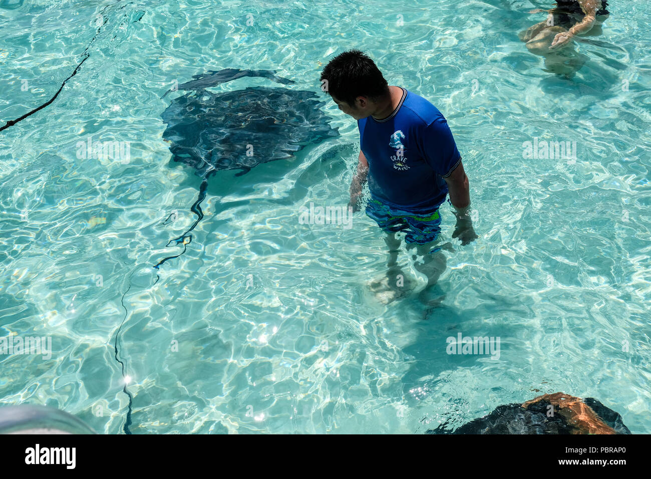 An Asian boy looking at a giant sting ray in shallow water Stingray ...