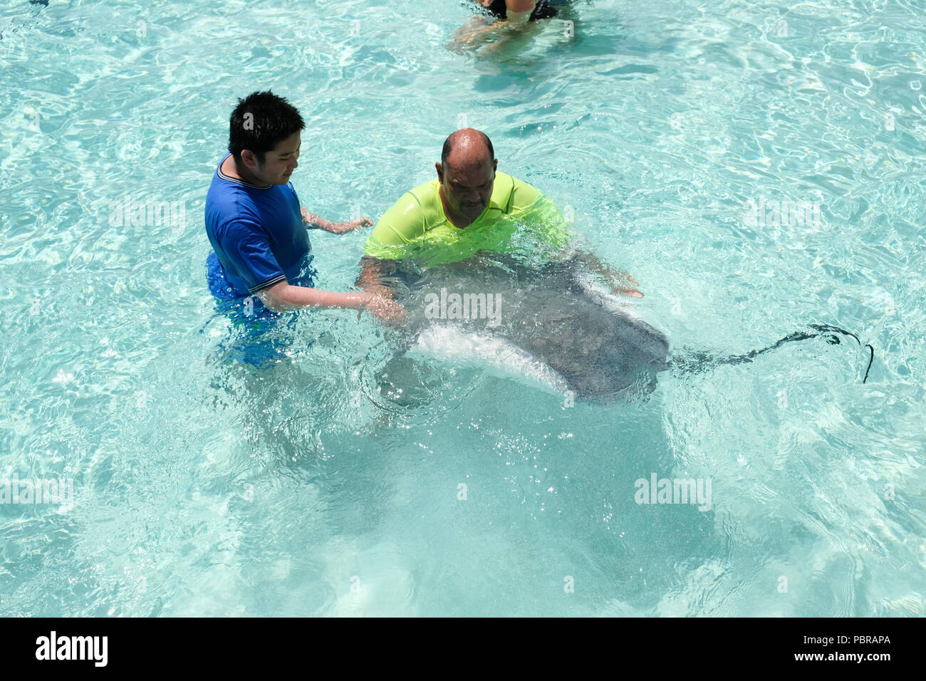 An Asian boy looking at a giant sting ray in shallow water Stingray ...