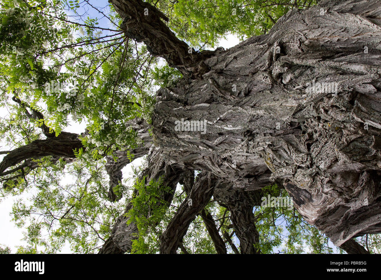 Artistic photo of tree Stock Photo - Alamy