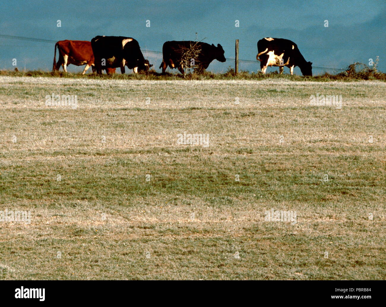AJAXNETPHOTO. SOUTHAMPTON, ENGLAND. - AGRICULTURE - FARMING - ENGLAND ...