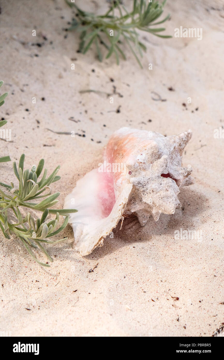 Warm water sea snail hi-res stock photography and images - Alamy
