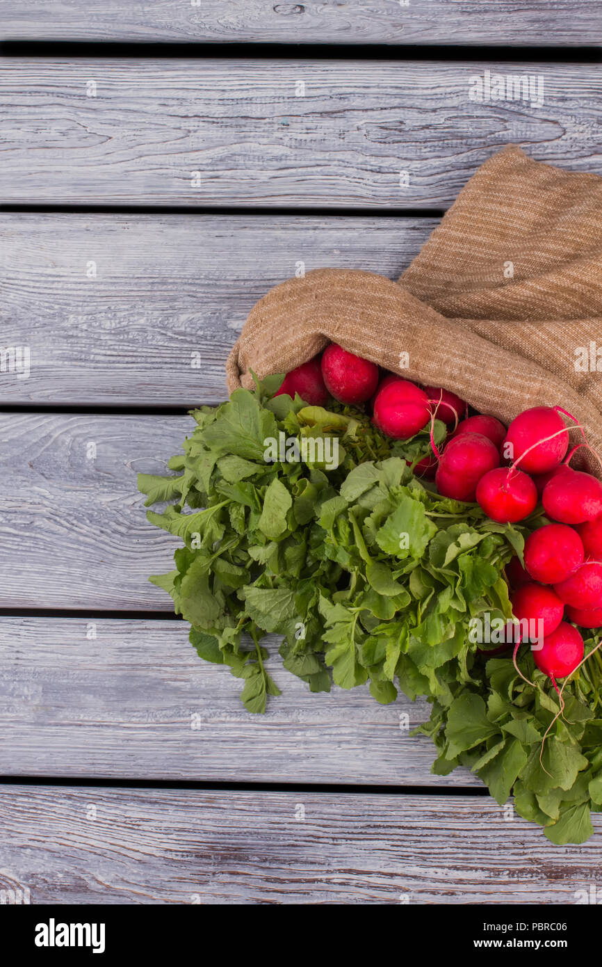 Red round radish with fresh green leaves. Burlap sack. Grey wooden ...