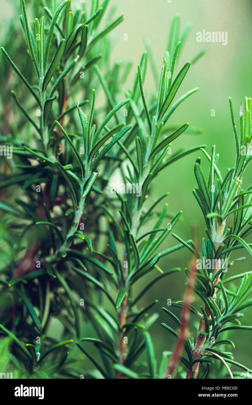 Coastal rosemary plant hi-res stock photography and images - Alamy
