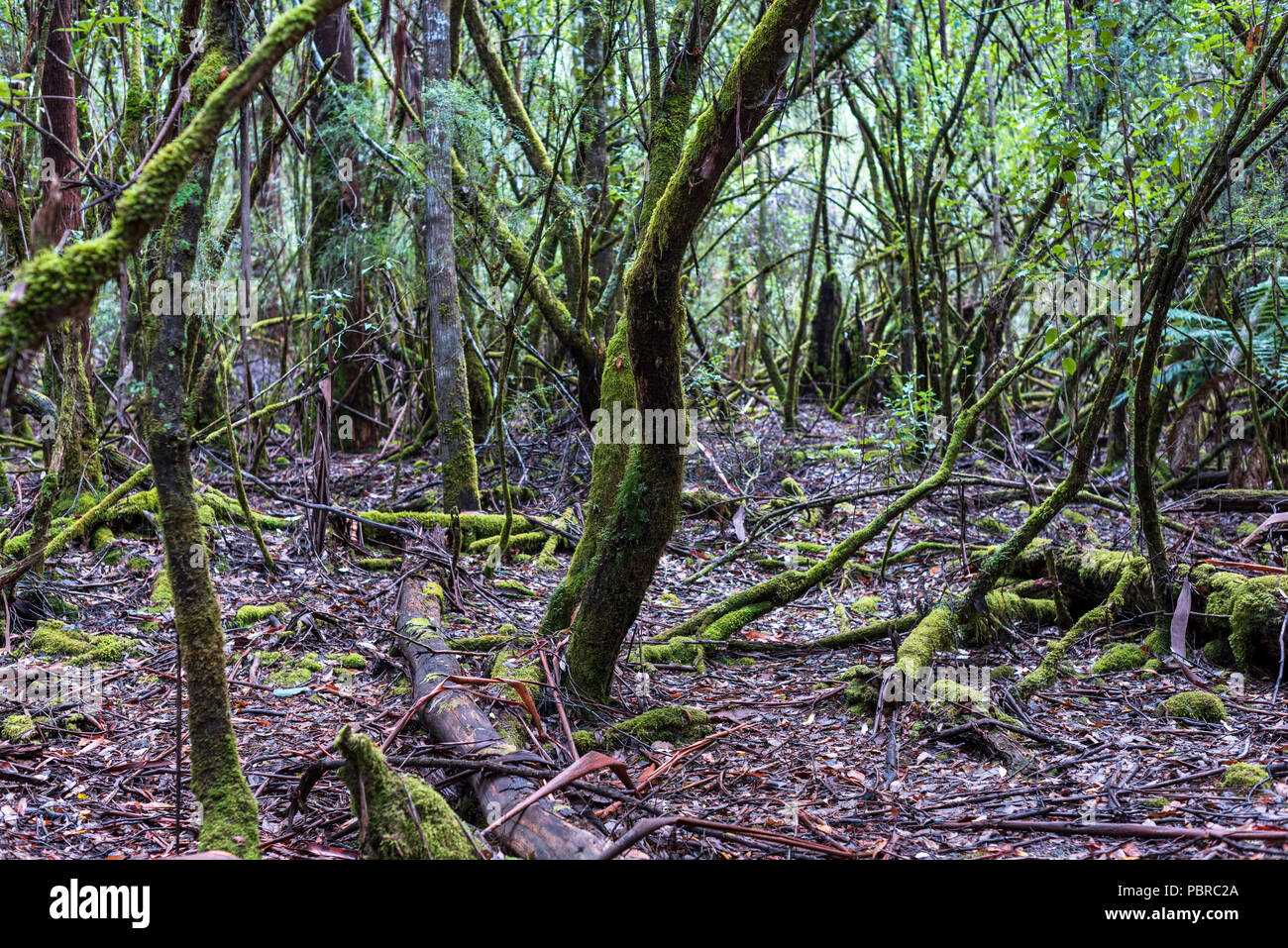 A surreal looking floor of the Tasmanian rain forest Stock Photo - Alamy