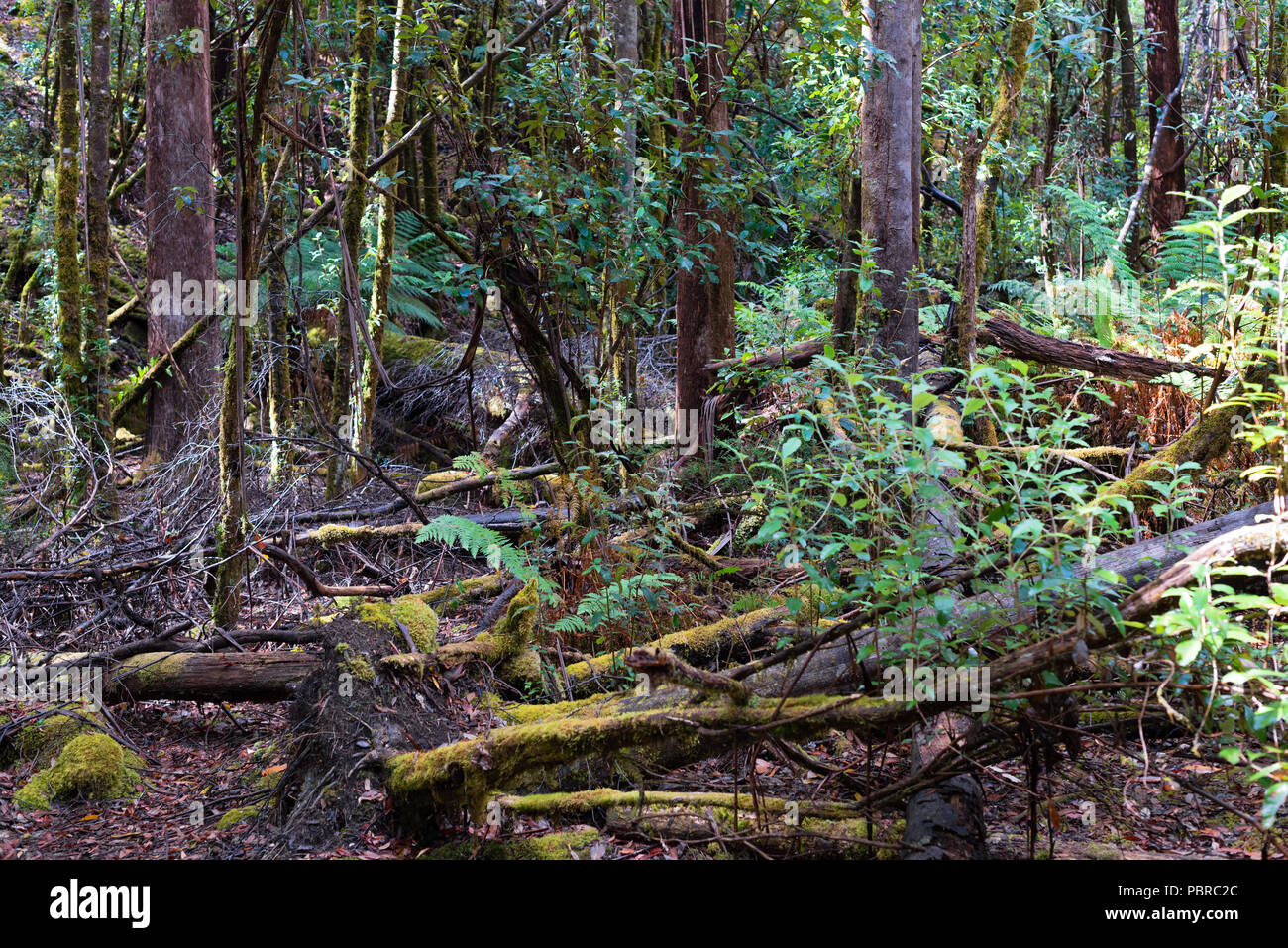 Fallen trees, underbrush, green vines, and tall growing trees in the ...