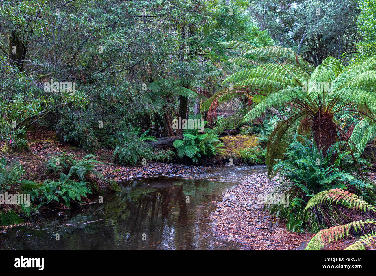 A small stream quietly meanders its way along in a Tasmanian rain ...