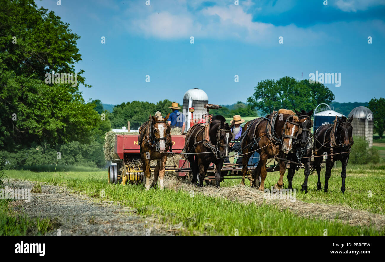 Amish farmer harvesting hay bales Stock Photo - Alamy