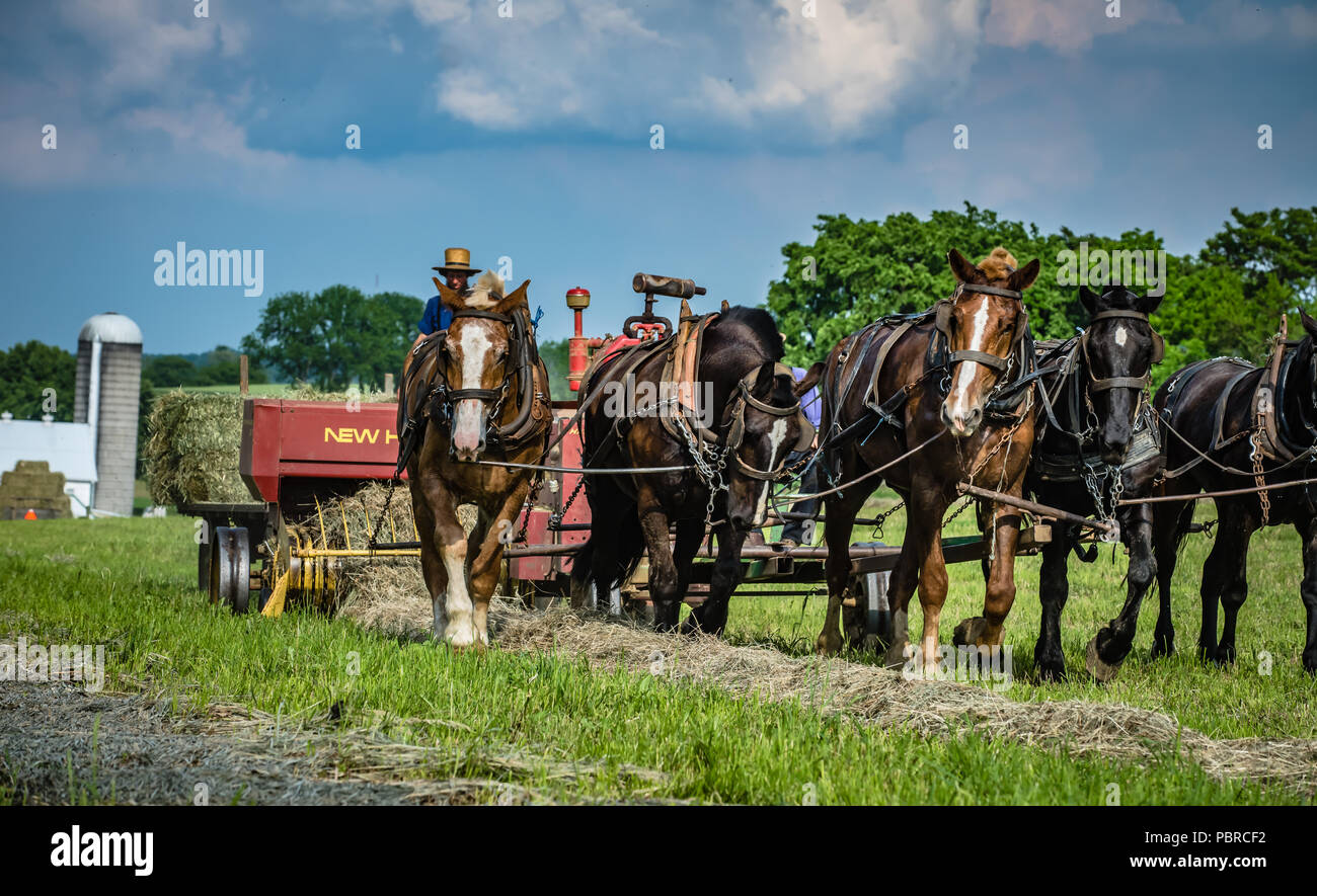 Amish farmer harvesting hay bales Stock Photo - Alamy