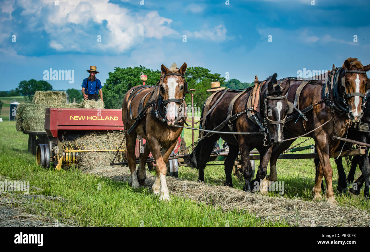 Amish farmer harvesting hay bales Stock Photo - Alamy