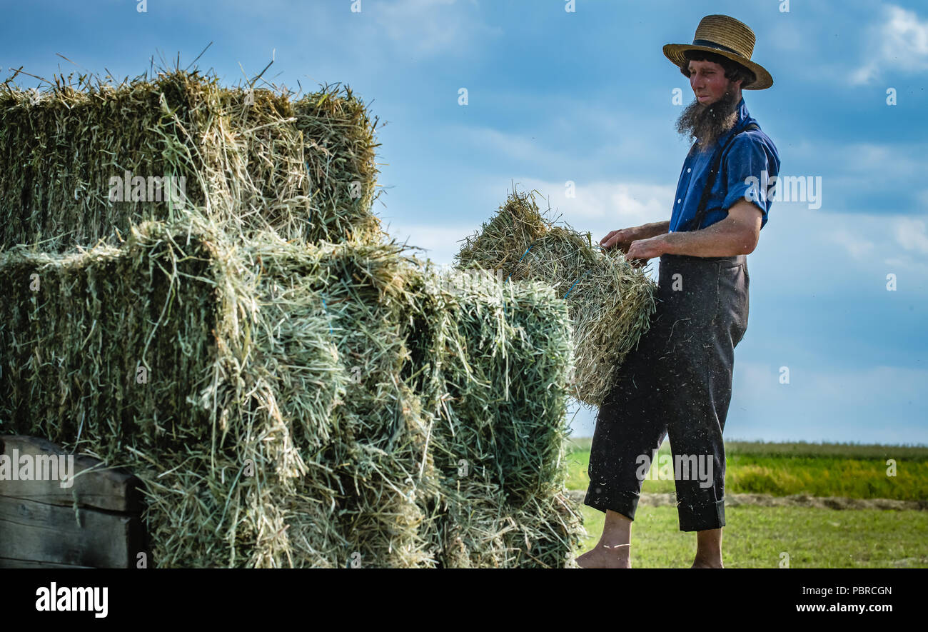 Amish Working In Field