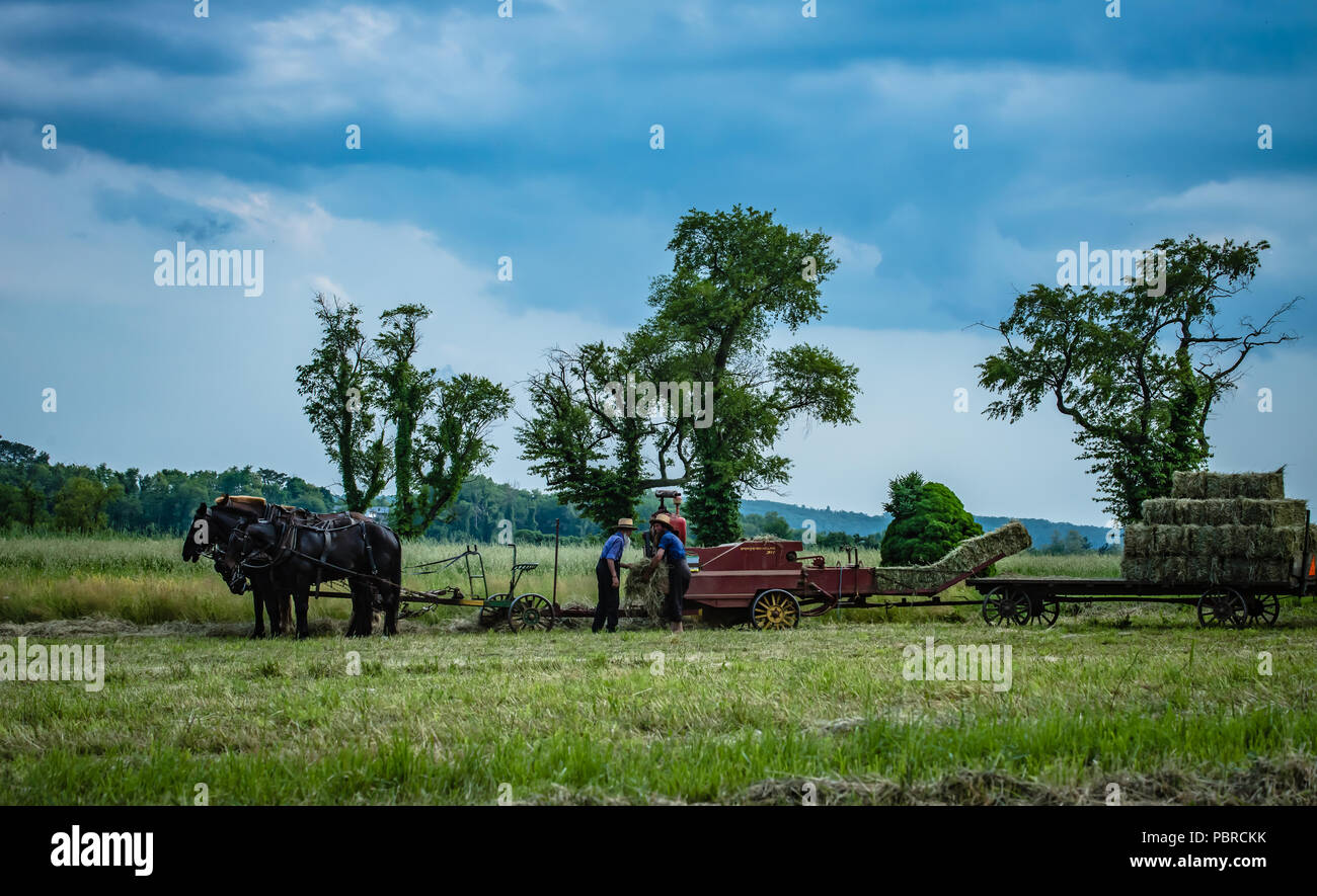 Amish farmer harvesting hay bales Stock Photo - Alamy