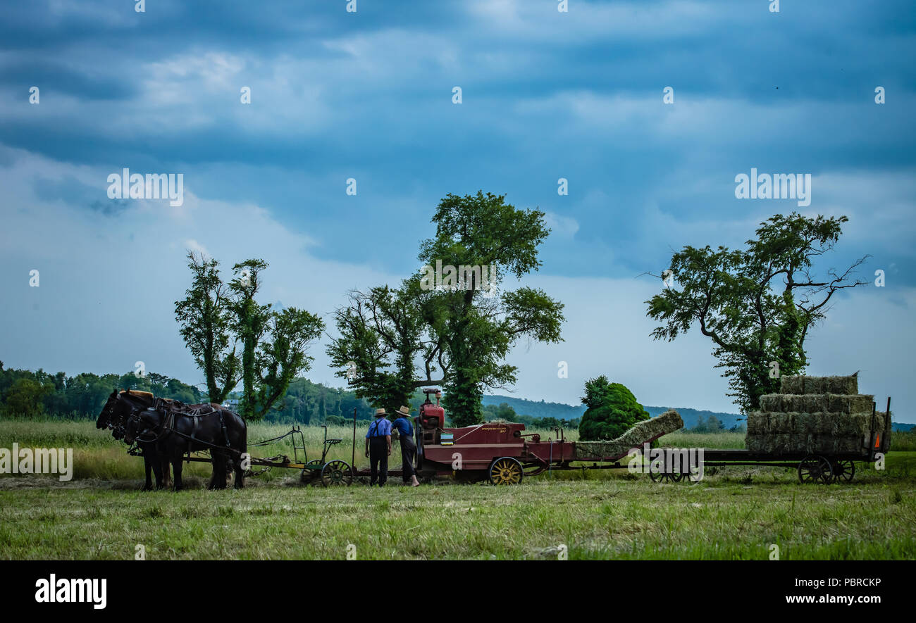 Amish farmer harvesting hay bales Stock Photo - Alamy