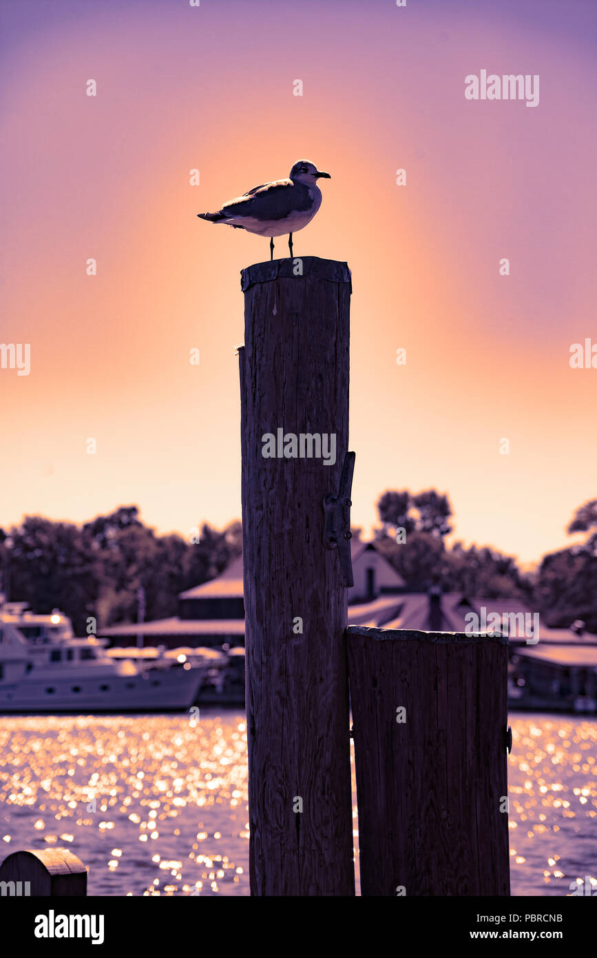 Seagull on wharf post Stock Photo - Alamy