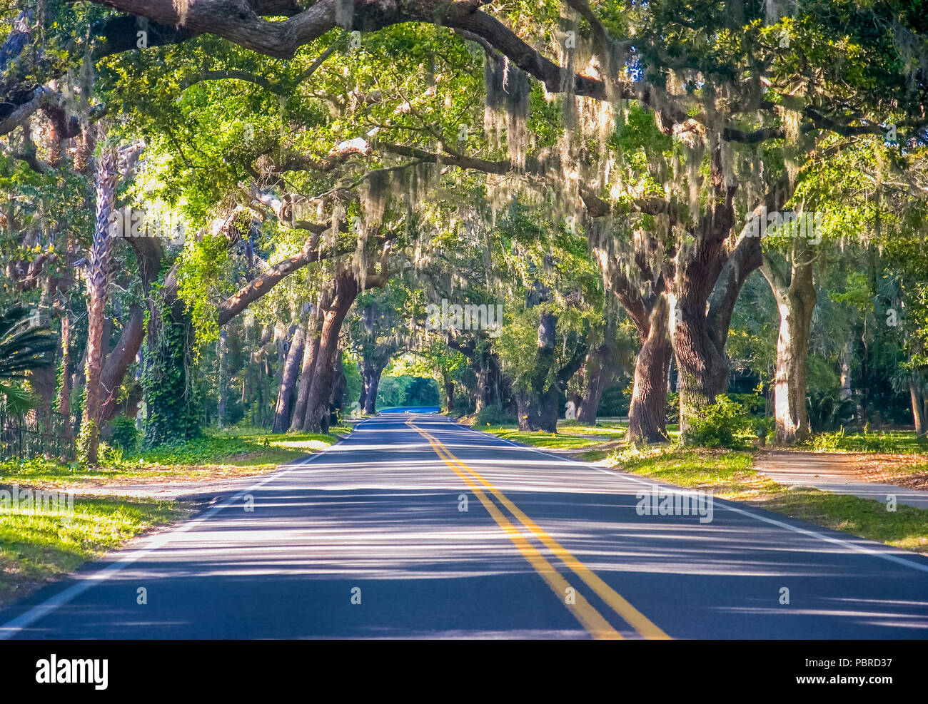 Driving through tree tunnel hi-res stock photography and images - Alamy