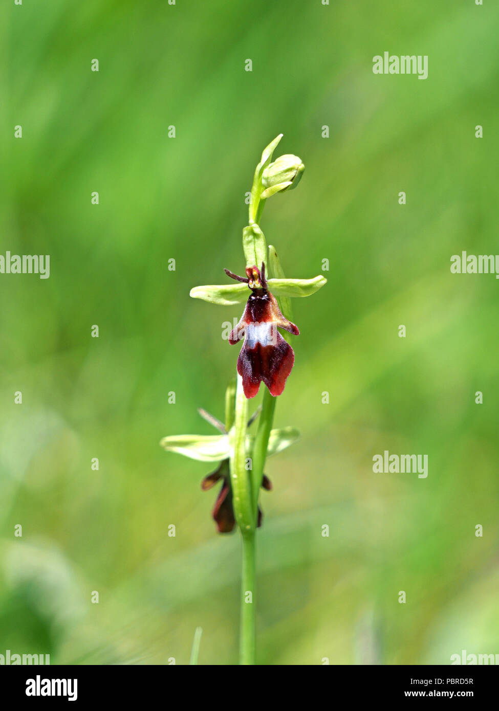 flowers of tiny Fly orchid (Ophrys insectifera) on flowerspike in ...