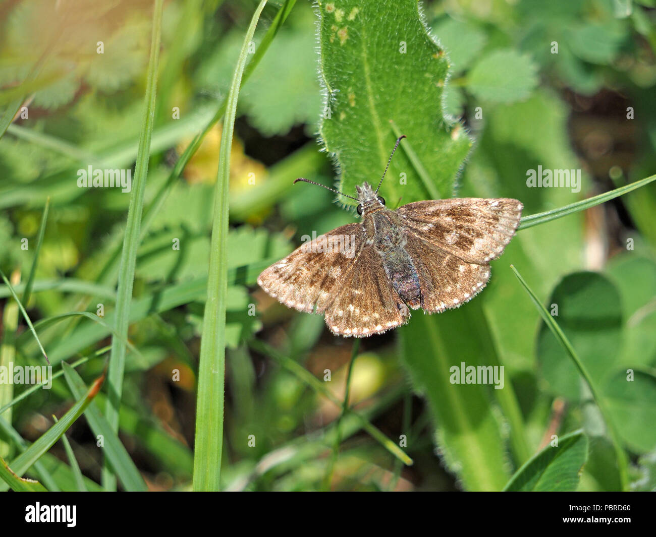 Hesperiidae antennae hi-res stock photography and images - Alamy