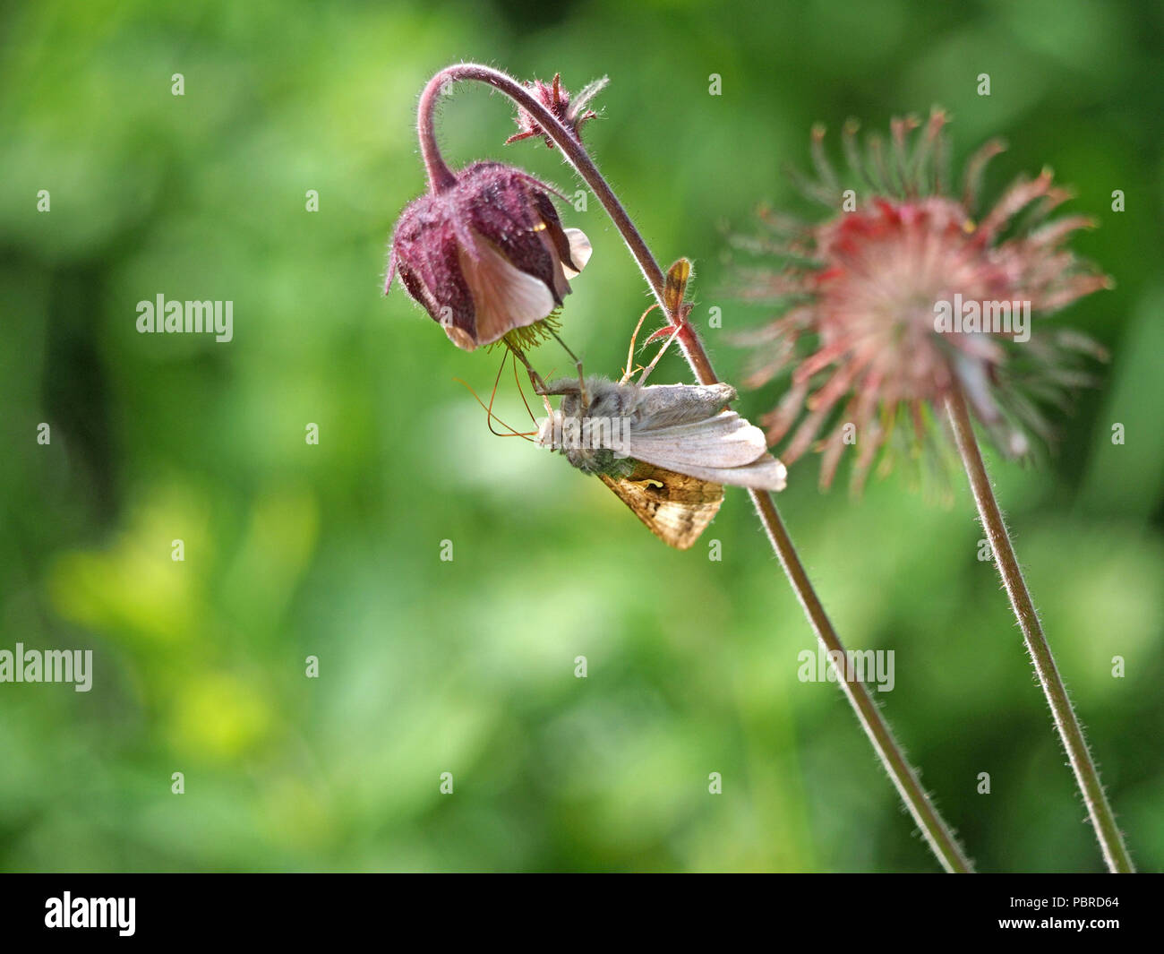 Silver Y moth (Autographa gamma) with long proboscis feeding on Water ...