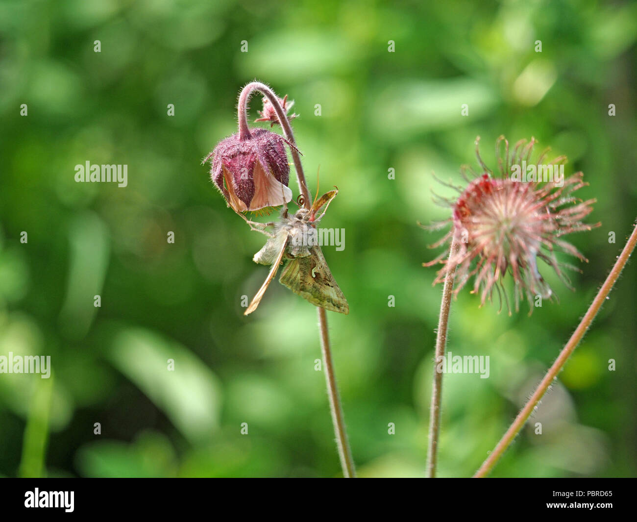 Silver Y moth (Autographa gamma) with long proboscis feeding on Water ...
