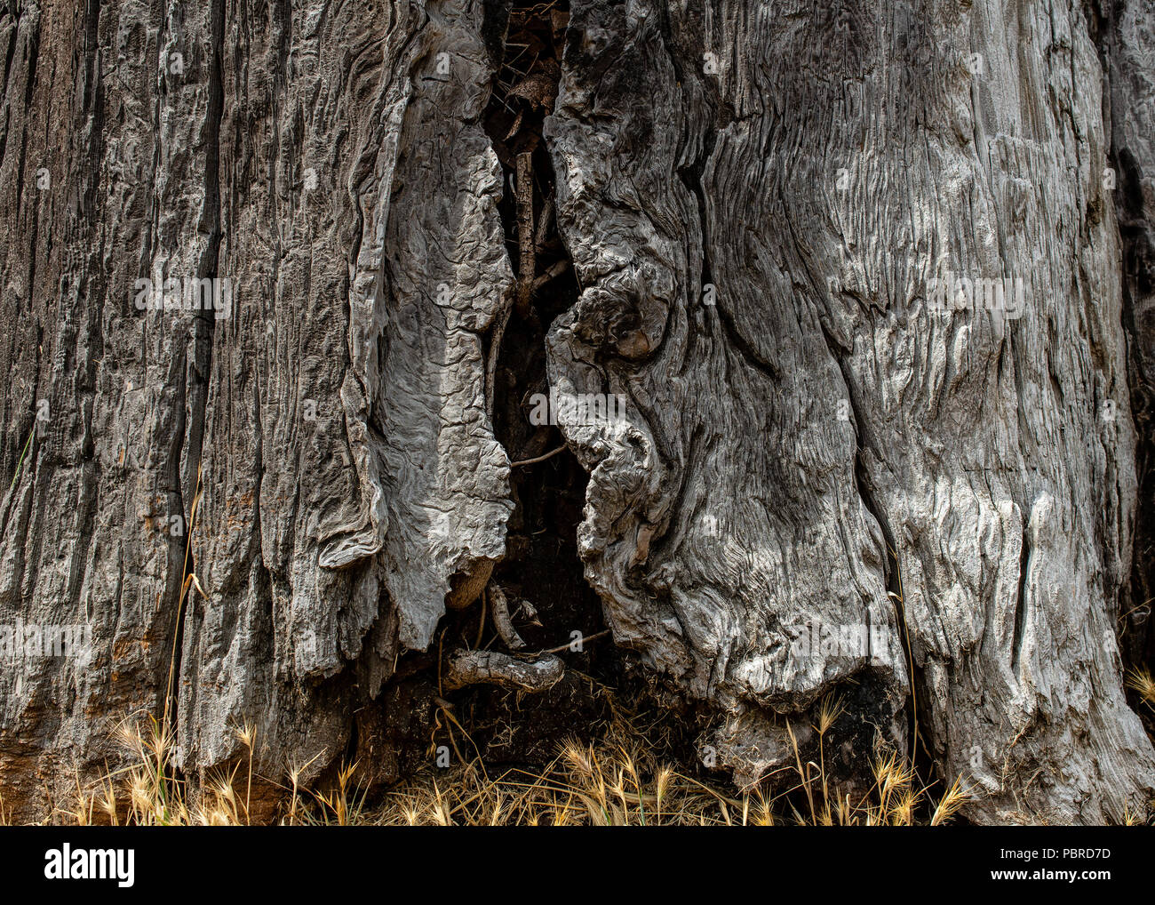 Dead redwood tree hi-res stock photography and images - Alamy