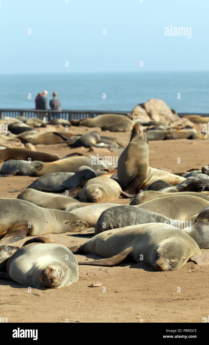 South african seal colony hi-res stock photography and images - Alamy